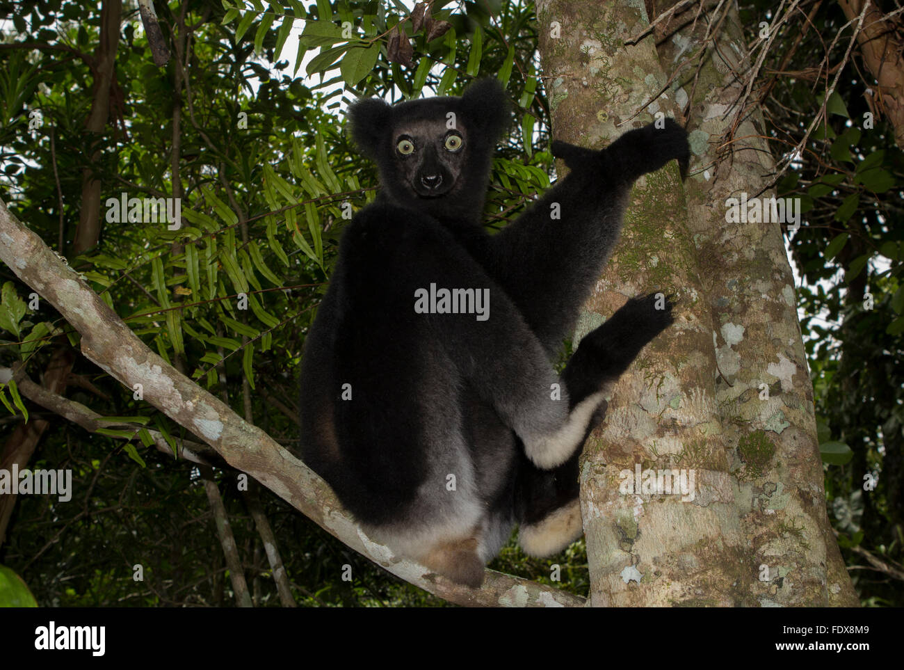 Indri or babakoto (Indri indri), female on tree, northeast Madagascar ...