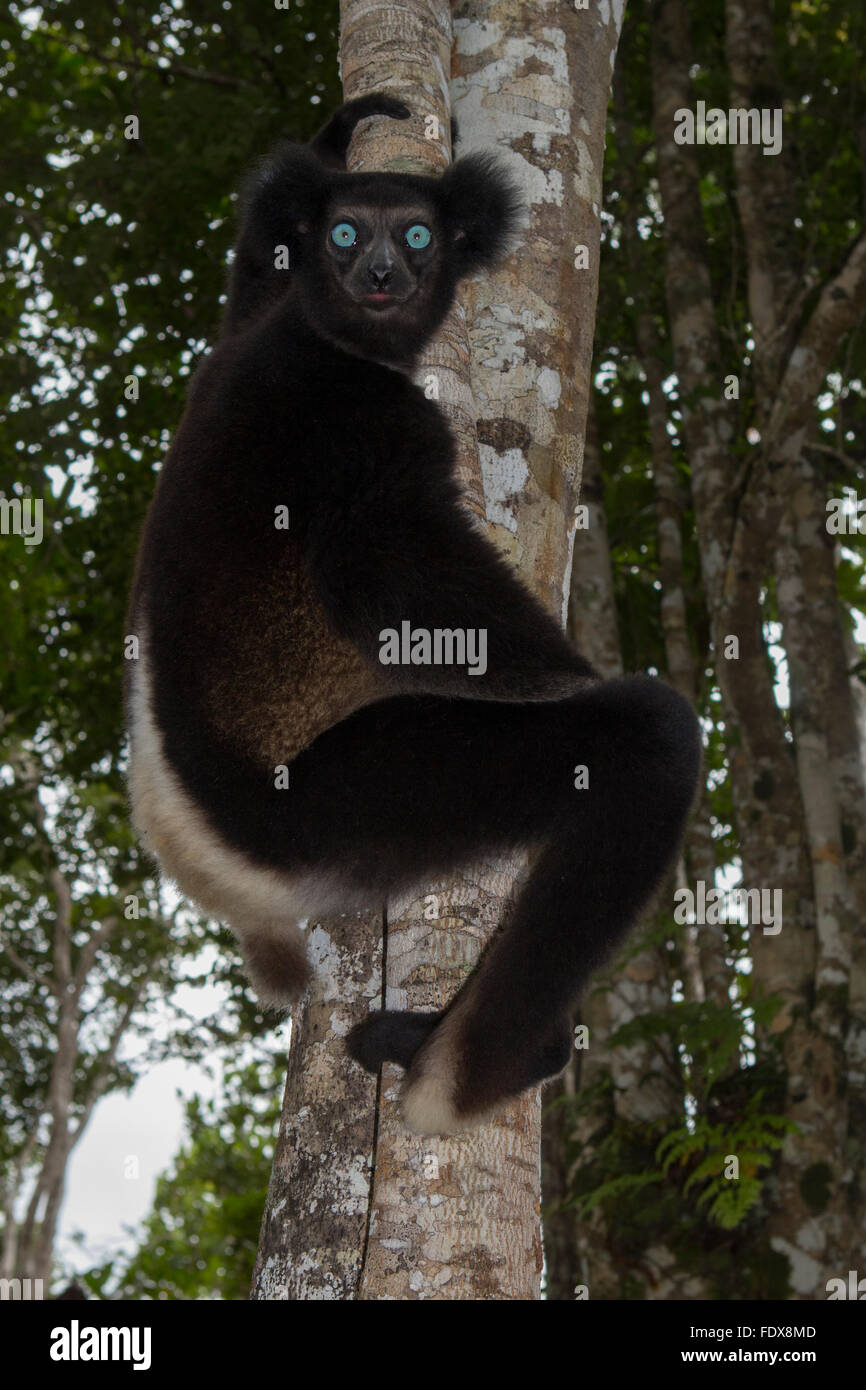 Indri or babakoto (Indri indri) on tree, juvenile, northeast Madagascar ...