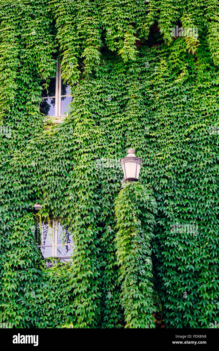 Vine covered building hi-res stock photography and images - Alamy