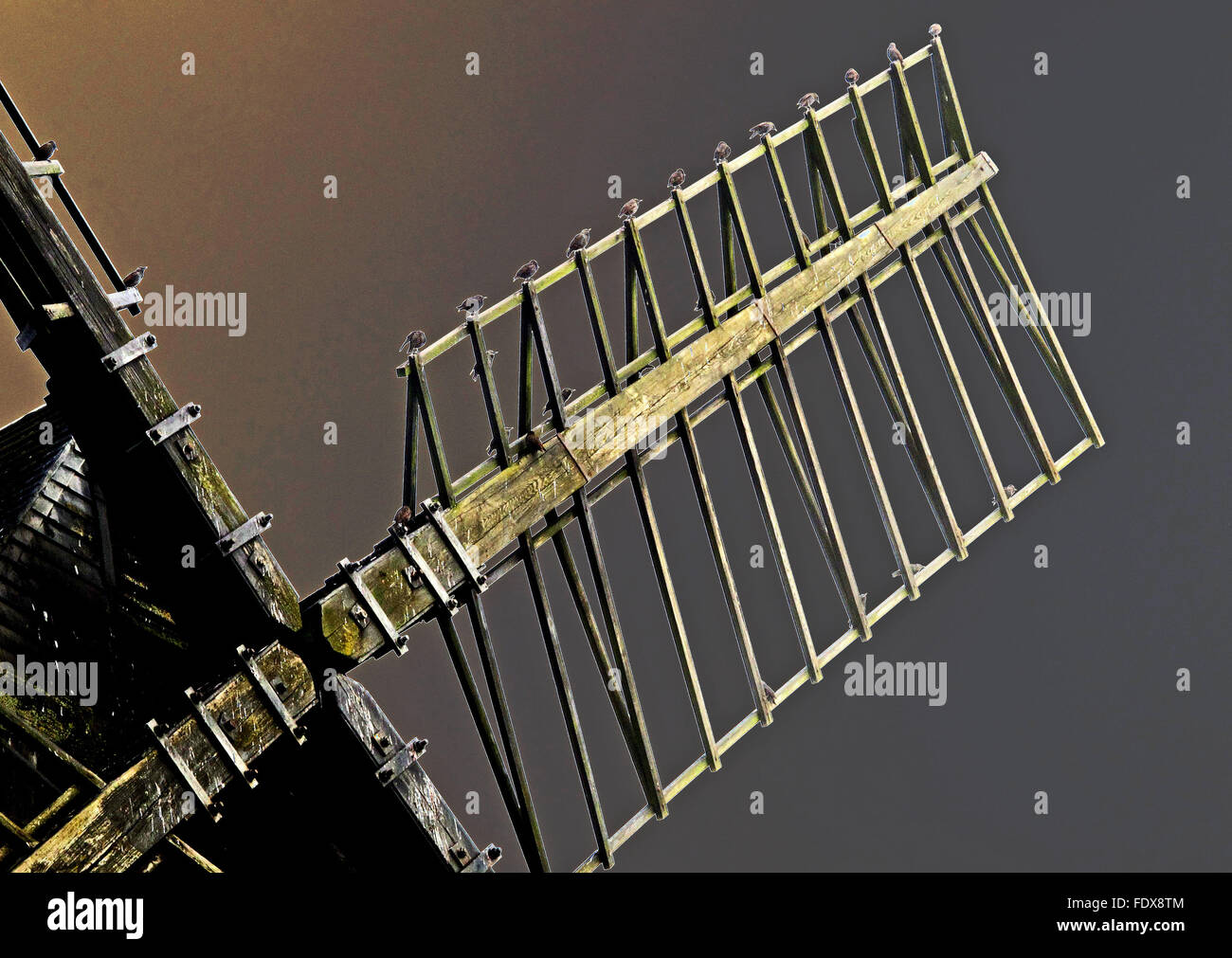 Pecking order hi-res stock photography and images - Alamy