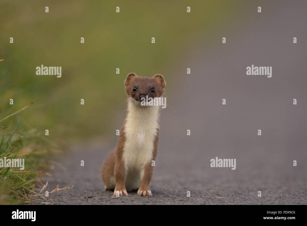 Stoat (Mustela erminea) stood on road wondering why somebody is lying ...