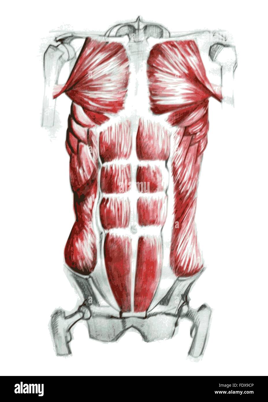 Anatomy of abdominal muscles in watercolor and pencil. Hand drawn Stock ...