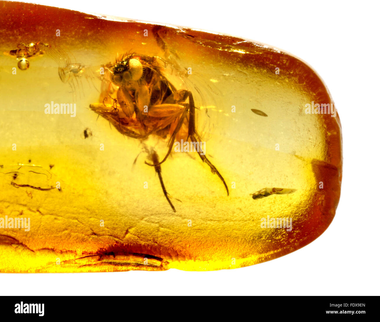 Prehistoric fly preserved in Baltic amber (45-55 million years old) fly ...