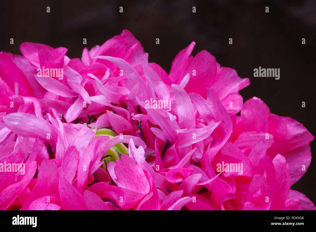 Double poppy hi-res stock photography and images - Alamy