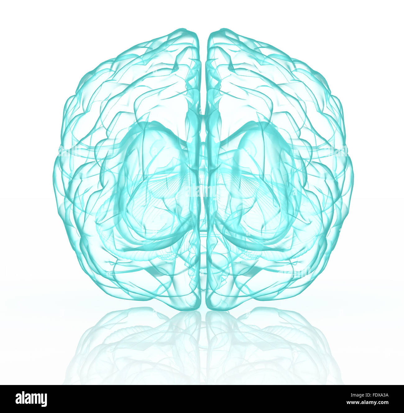 X-ray human brain in blue with clipping path Stock Photo - Alamy