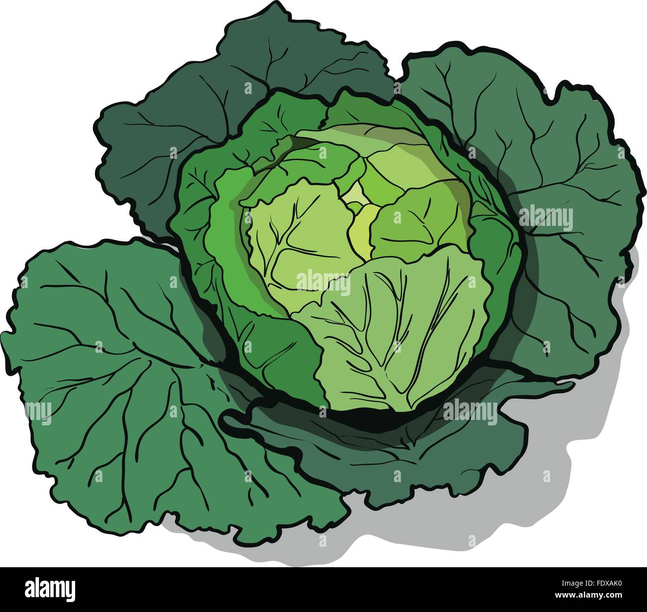 Cabbage illustration Stock Vector Image & Art - Alamy