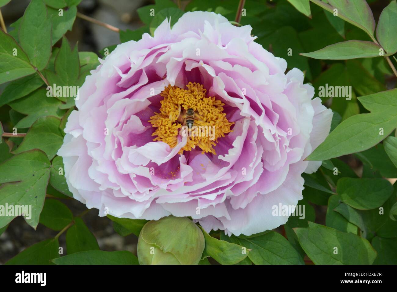 Pink Peony with Honey Bee gathering pollen in center Stock Photo - Alamy