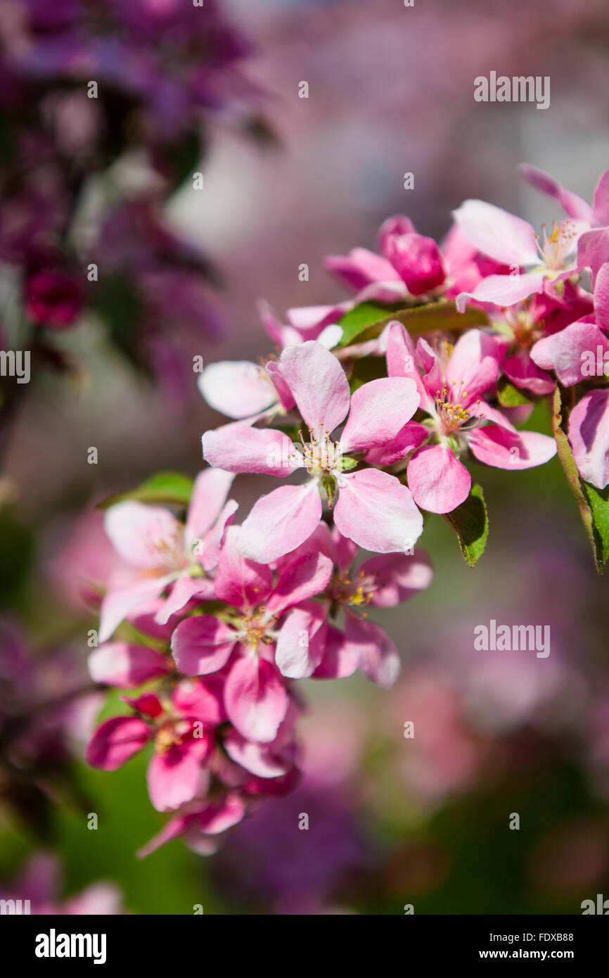 Beautiful apple tree flowers Stock Photo - Alamy