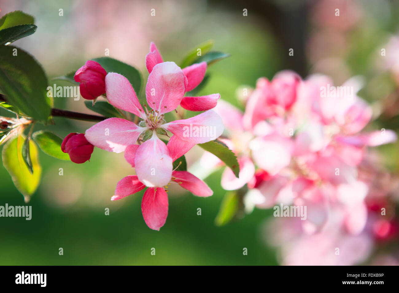 Beautiful apple tree flowers Stock Photo - Alamy