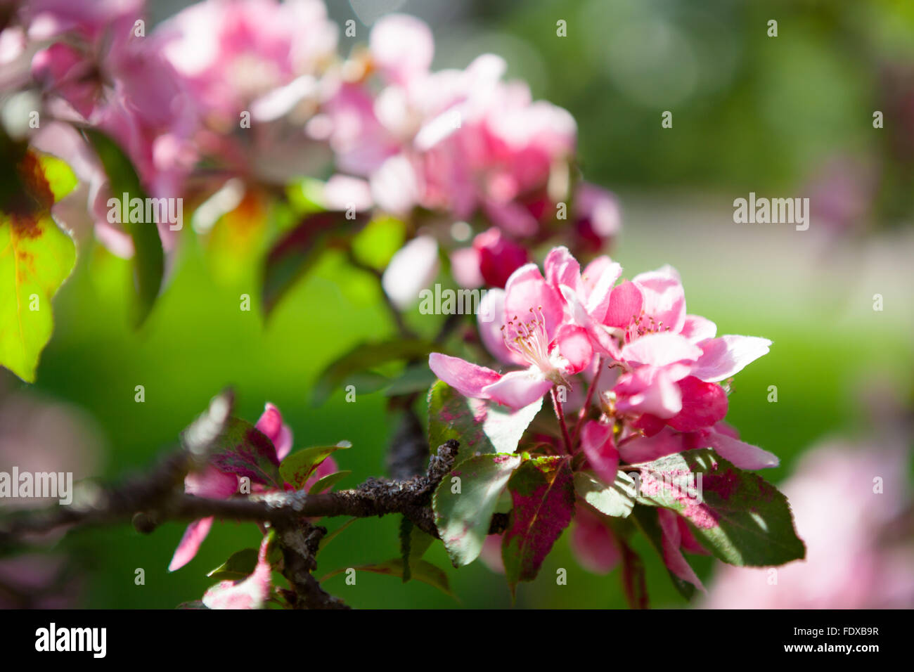 Beautiful apple tree flowers Stock Photo - Alamy