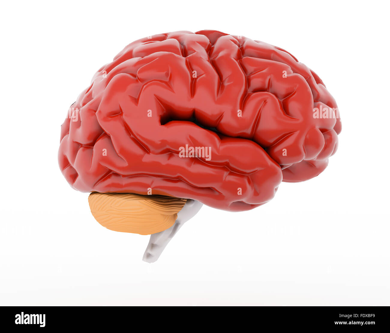Human brain isolated on white with clipping path Stock Photo - Alamy