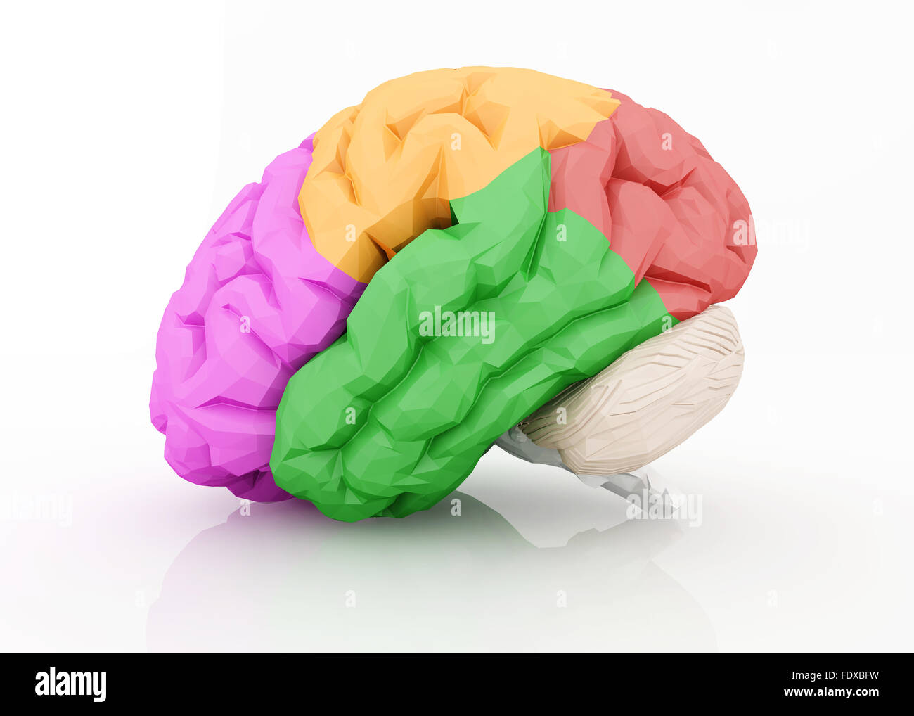 Human brain isolated on white with clipping path Stock Photo - Alamy