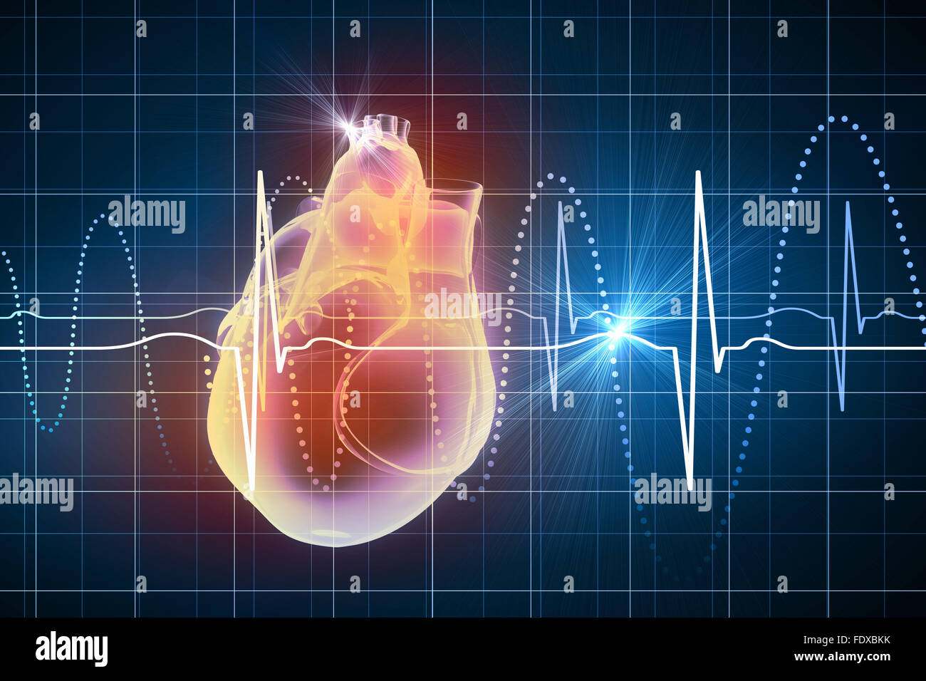 Virtual image of human heart with cardiogram Stock Photo - Alamy