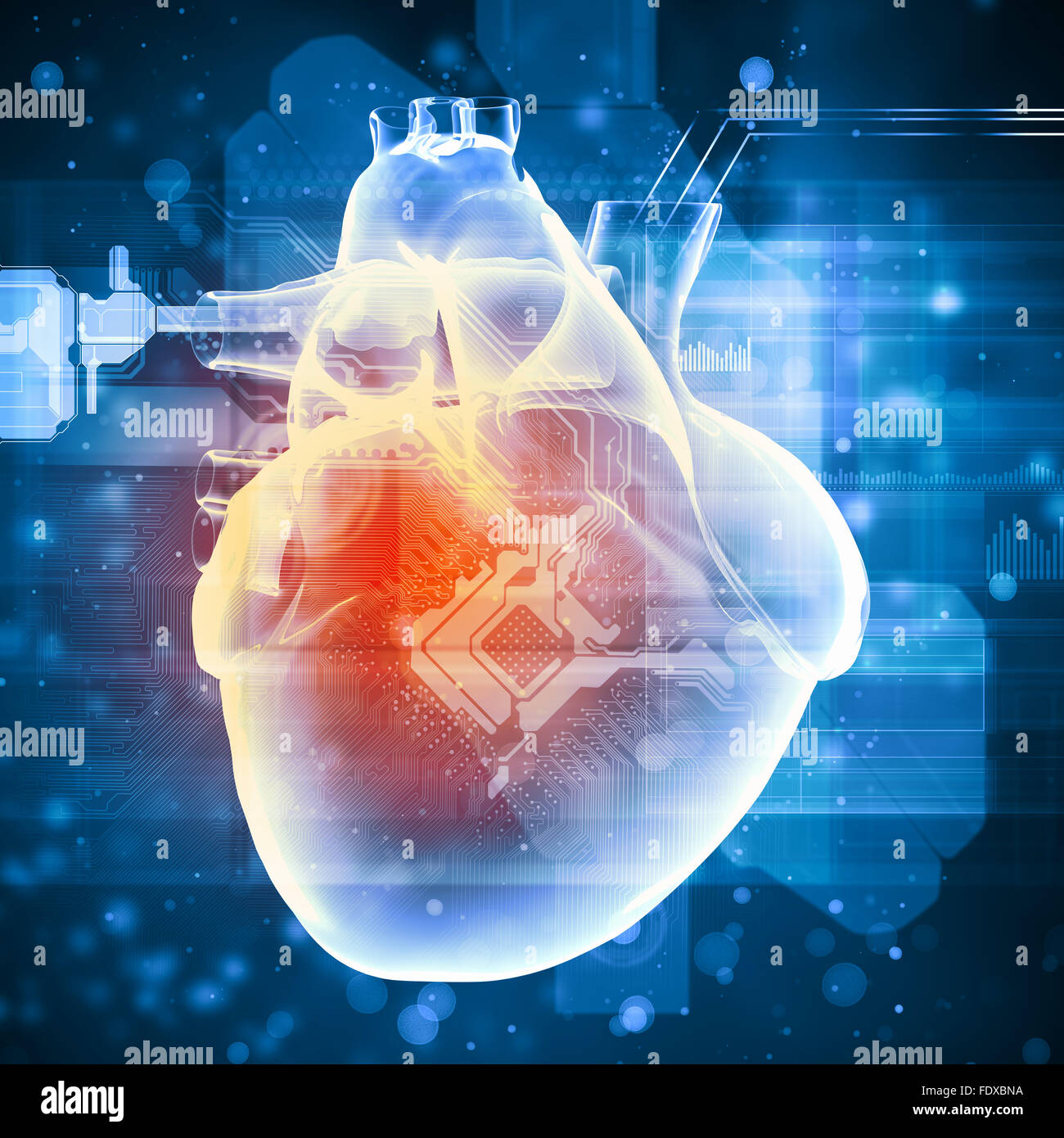 Virtual image of human heart with cardiogram Stock Photo - Alamy