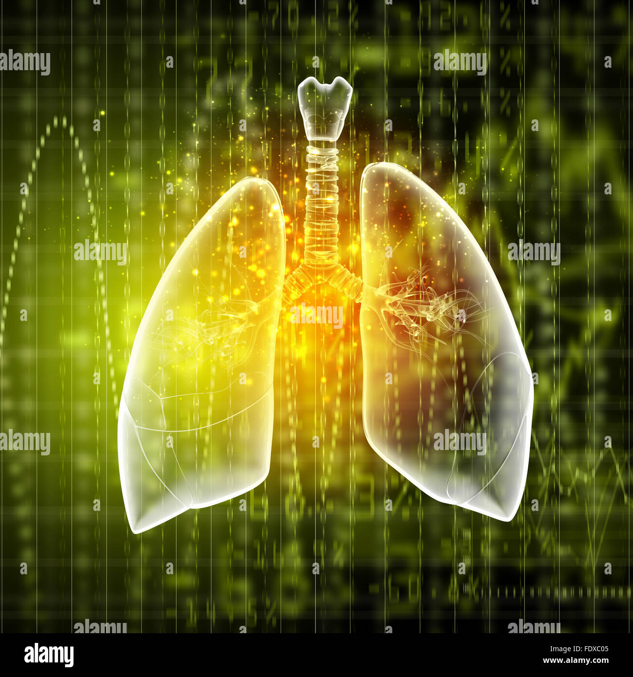 Schematic illustration of human lungs with the different elements on a ...