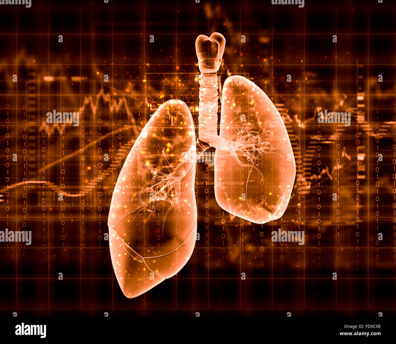 Schematic illustration of human lungs with the different elements on a ...