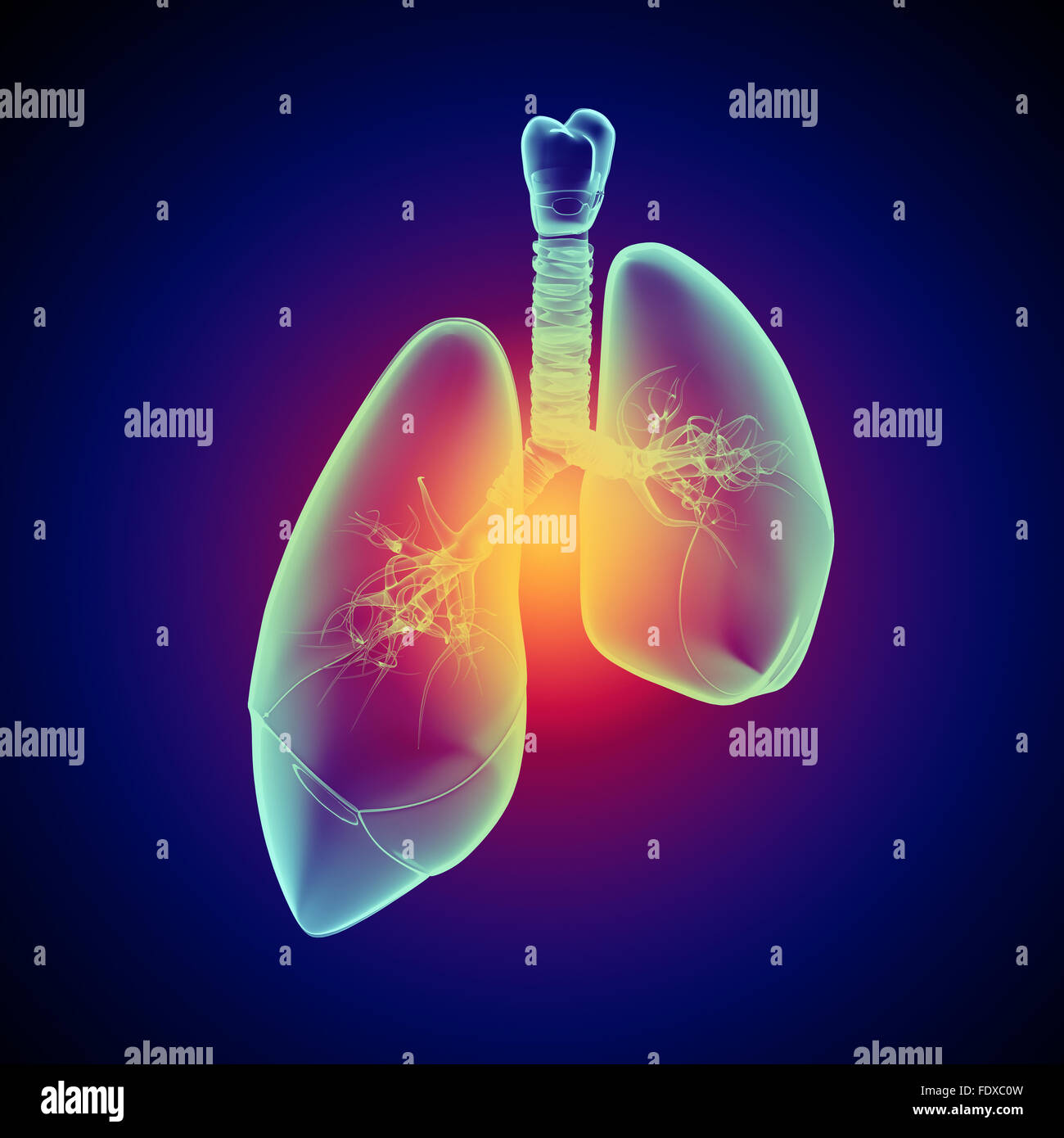 Schematic illustration of human lungs with the different elements on a ...