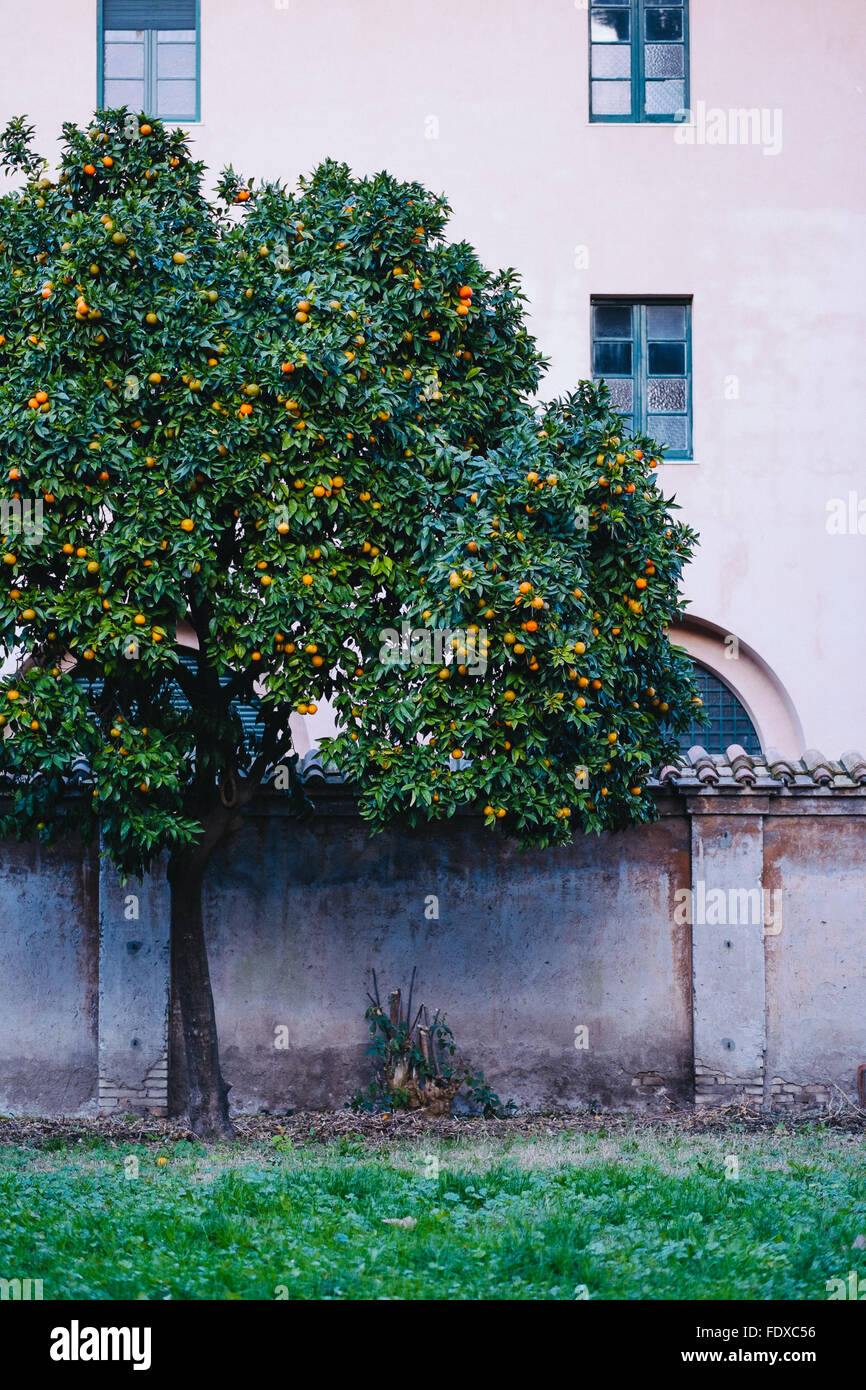A tree full of ripe oranges in Rome, Italy Stock Photo - Alamy