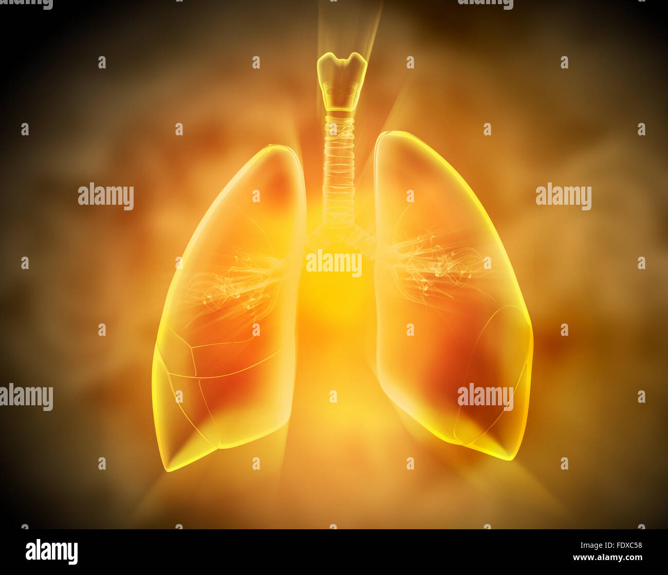 Schematic illustration of human lungs with the different elements on a ...