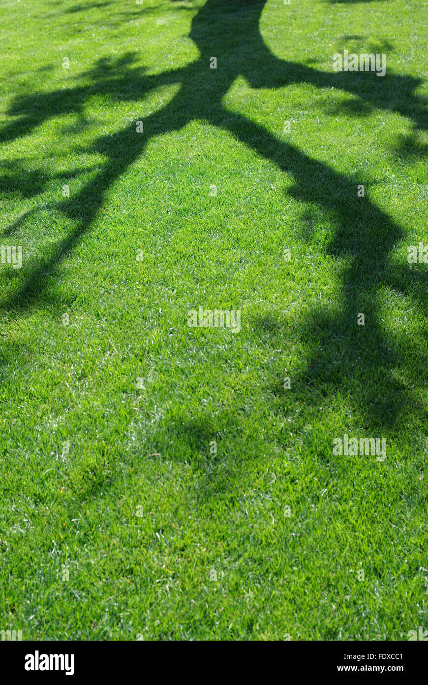 Meadow with the shadow of the branches of trees Stock Photo - Alamy