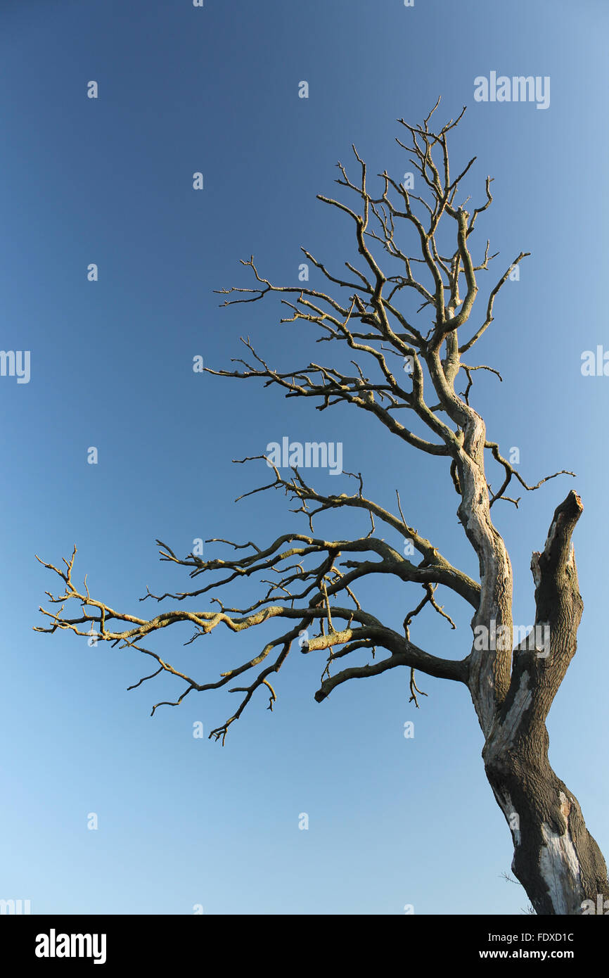 Dead gnarled trees hi-res stock photography and images - Alamy