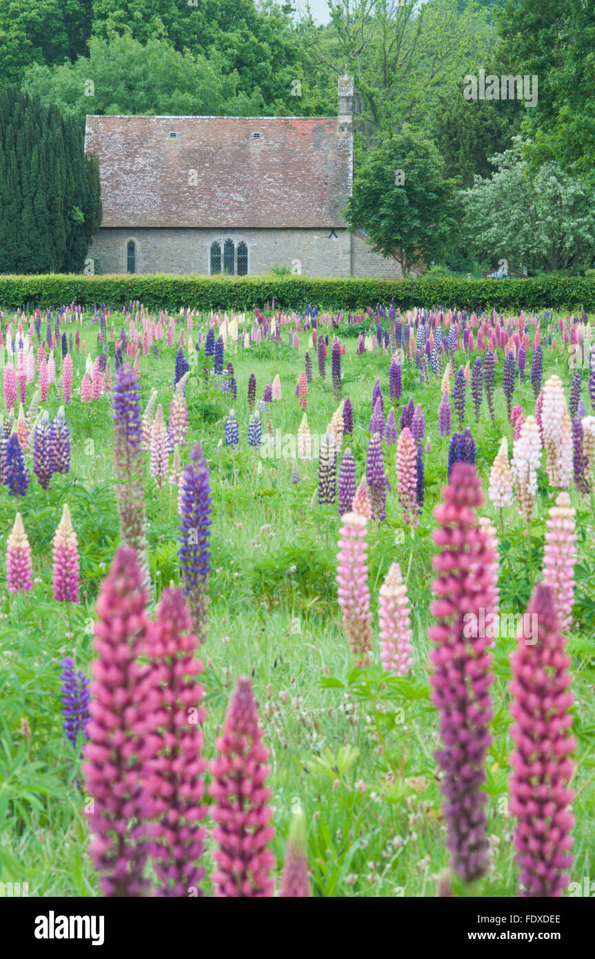 Lupins in field in front of St Peter's Church, Terwick, Rogate, West ...