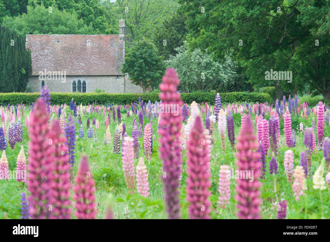 Lupins in field in front of St Peter's Church, Terwick, Rogate, West ...