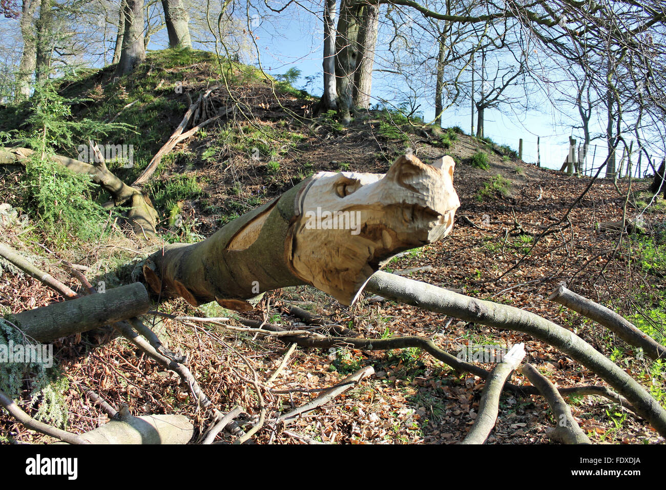 Wood carving of dragons head on a tree branch by carver Simon O'Rourke ...