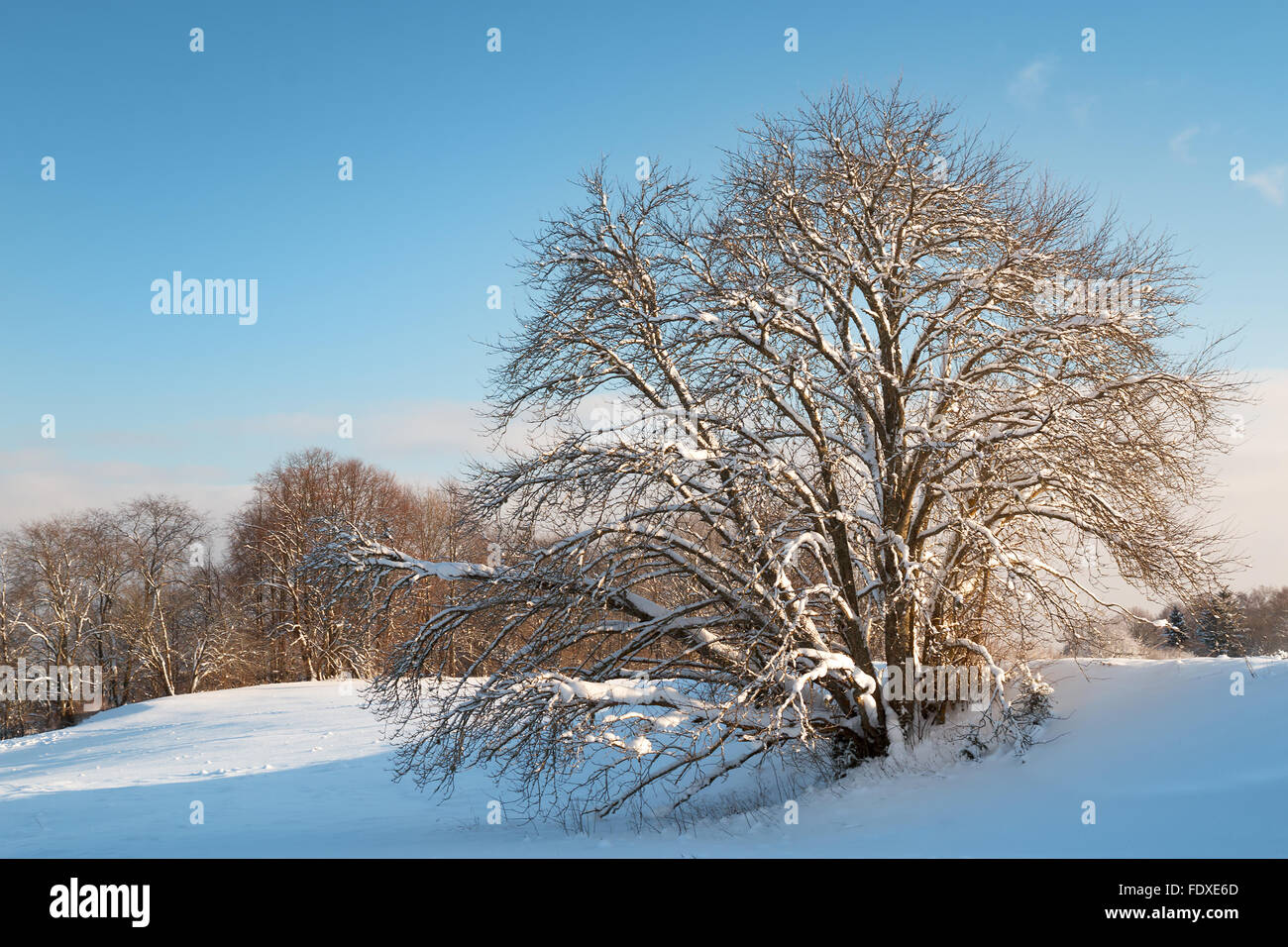 Tree in winter landscape Stock Photo - Alamy
