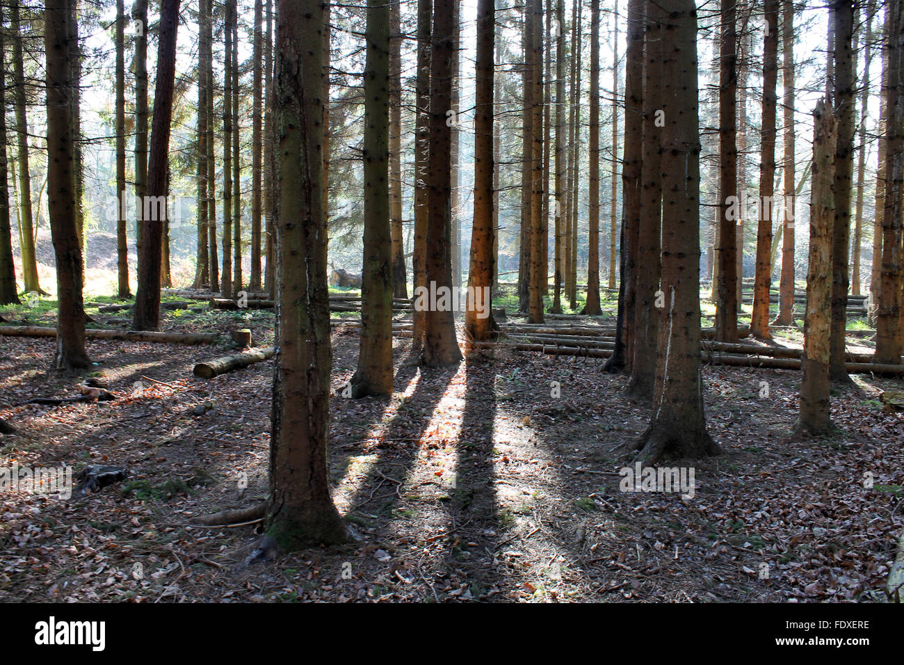 Trees in Plas Power Woods Bersham Wrexham Stock Photo - Alamy