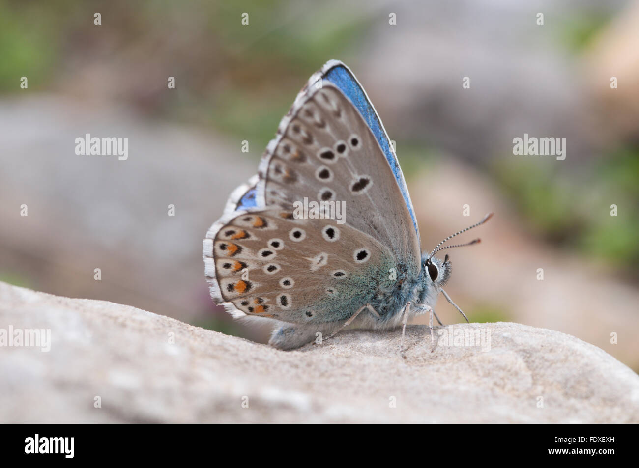 Adonis blue hi-res stock photography and images - Alamy