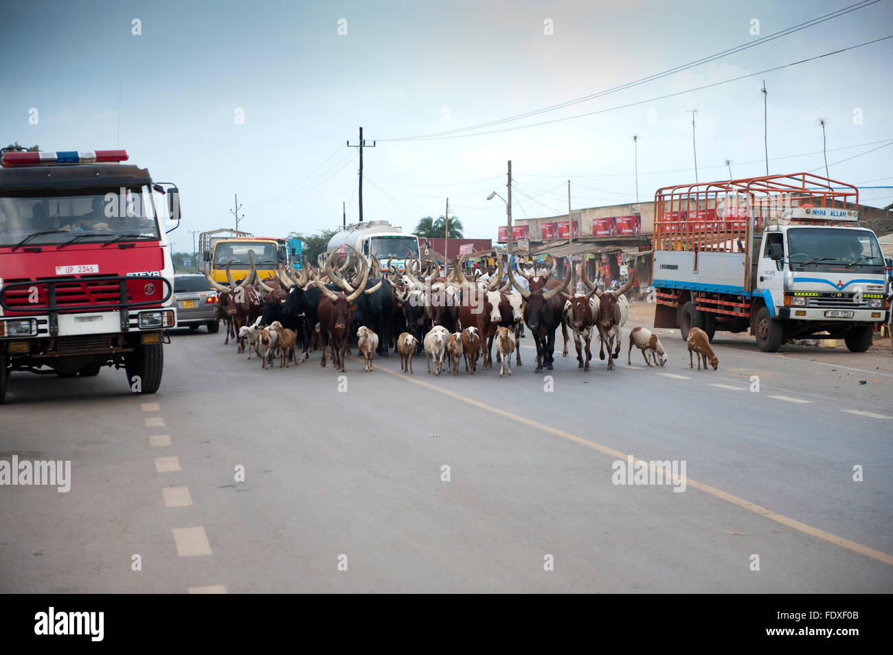 Herd of cattle and goats being moved along busy main road in Uganda ...