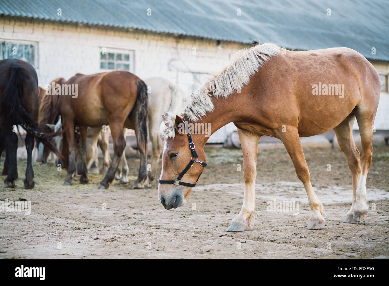 Horse farm scene Stock Photo - Alamy