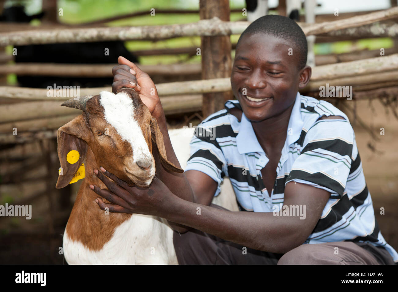 Boer goat hi-res stock photography and images - Alamy