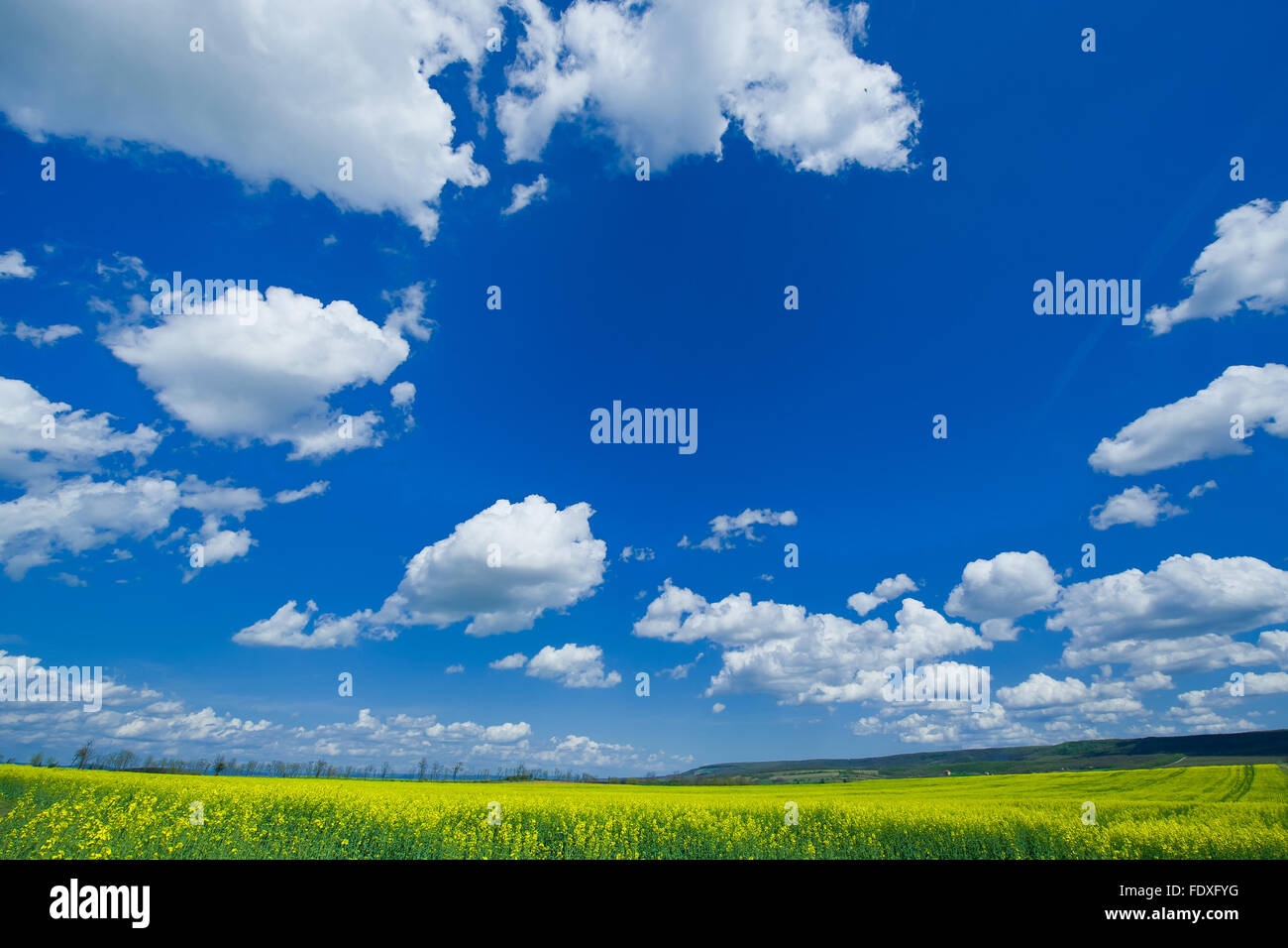 Field of rapeseed with beautiful cloud - Colza plant for green energy ...