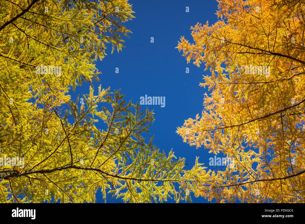 colorful Autumn tree in Hokkaido, Japan Stock Photo - Alamy