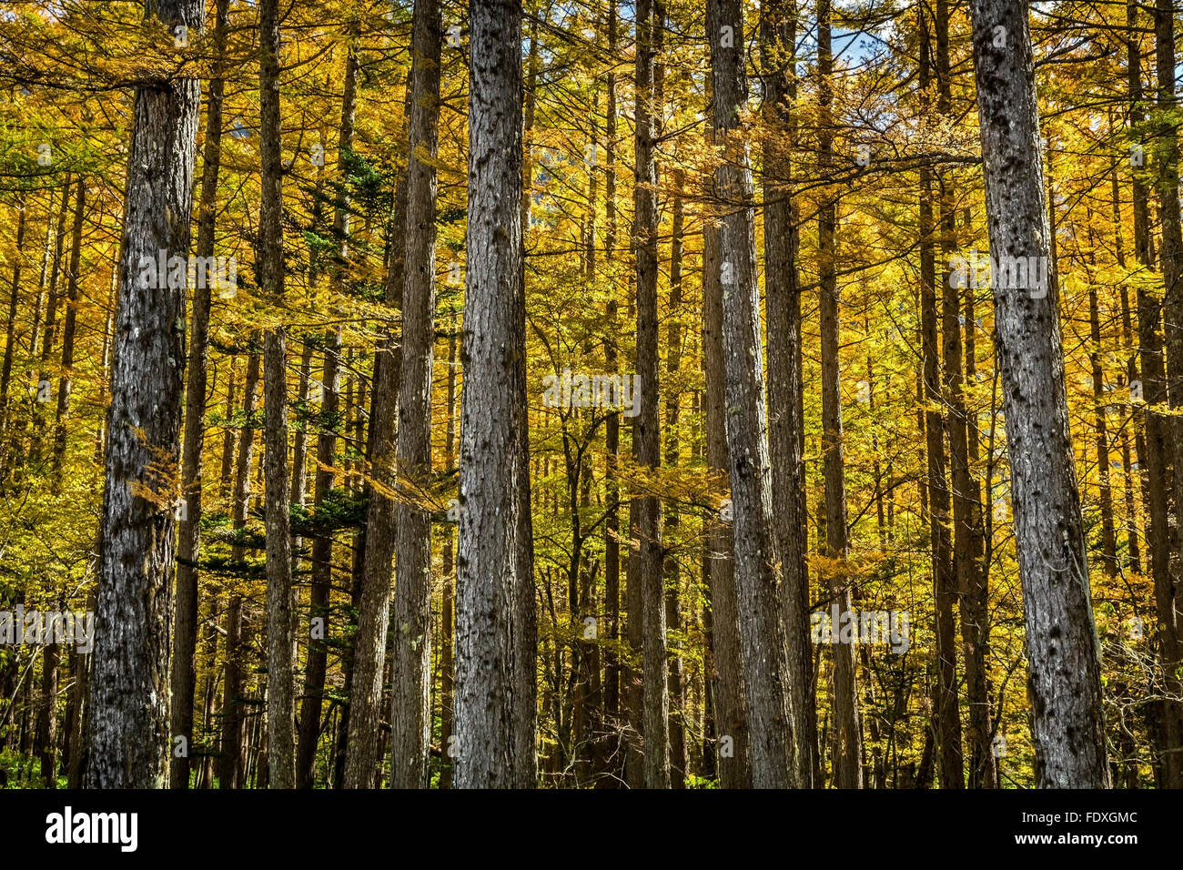 Colorful Autumn forest Tree in Hokkaido, Japan Stock Photo - Alamy