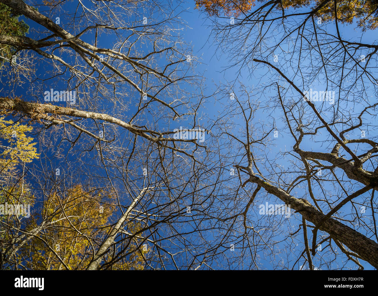 Colorful Autumn tree in Hokkaido, Japan Stock Photo - Alamy