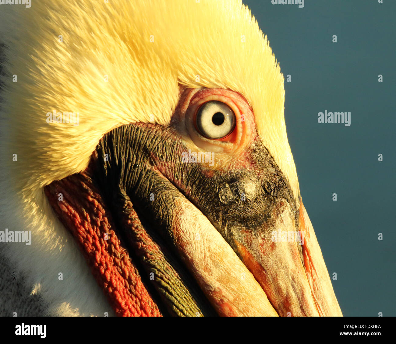 Pelican eye hi-res stock photography and images - Alamy