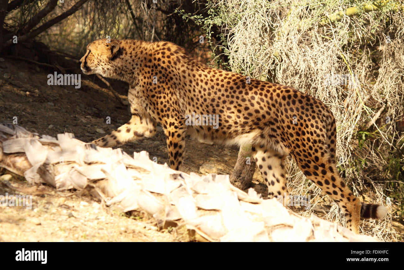 A Cheetah slinking along Stock Photo - Alamy