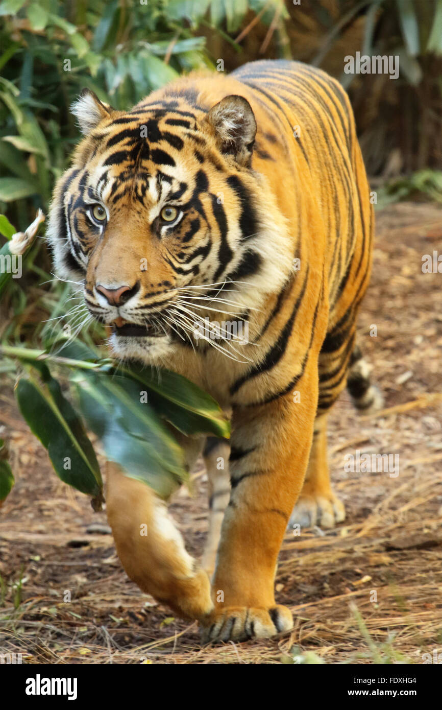 Tiger approaching hi-res stock photography and images - Alamy