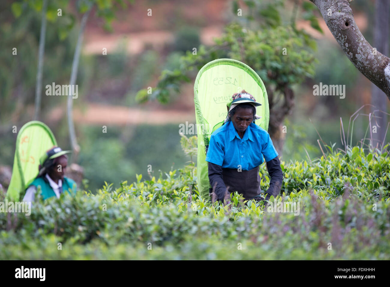 Sri lanka tea plantation tamils hi-res stock photography and images - Alamy