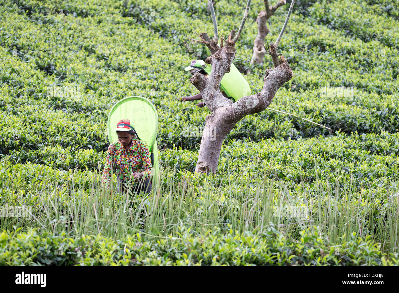 Sri lanka tea plantation tamils hi-res stock photography and images - Alamy