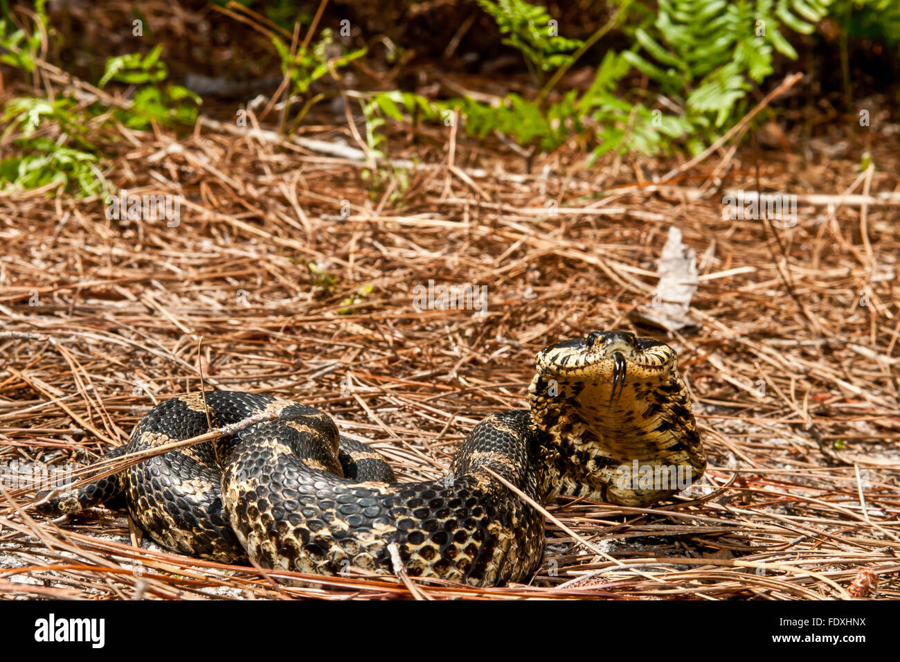Eastern Hognose Snake Stock Photo - Alamy