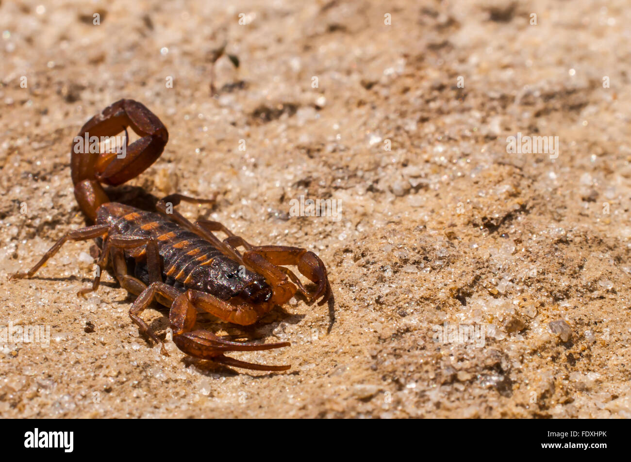 Scary Scorpion Stock Photos & Scary Scorpion Stock Images - Alamy