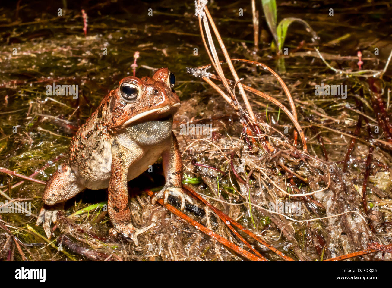 American toad calling bufo americanus hi-res stock photography and ...