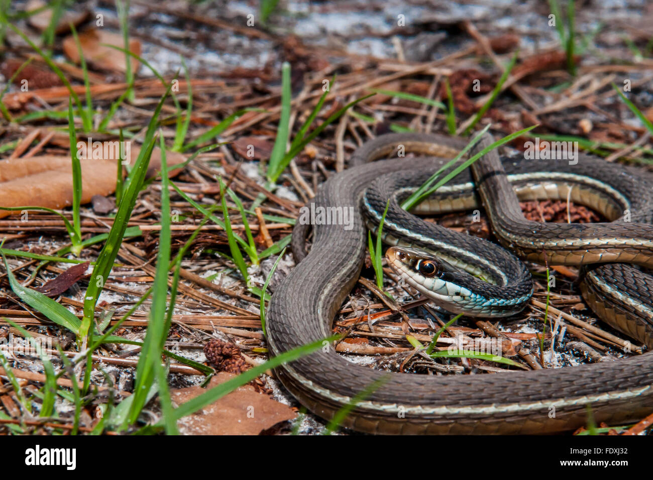 Ribbon snake hi-res stock photography and images - Alamy