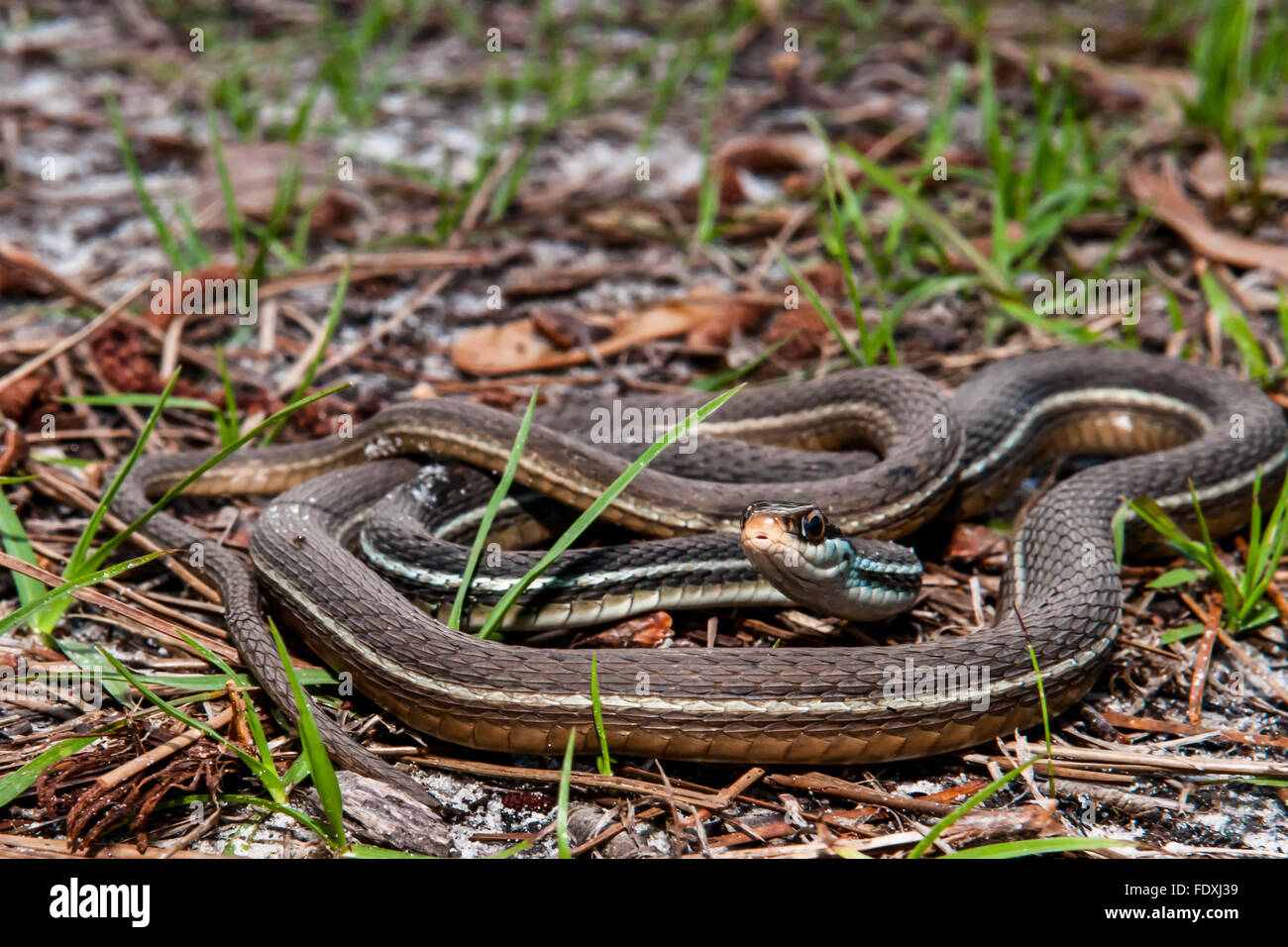 Neon Blue Garter Snake