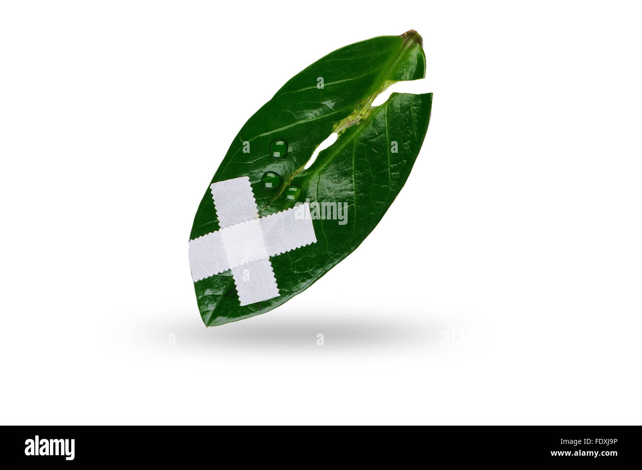 Wounded leaves of the tree - a symbol of environmental protection Stock ...