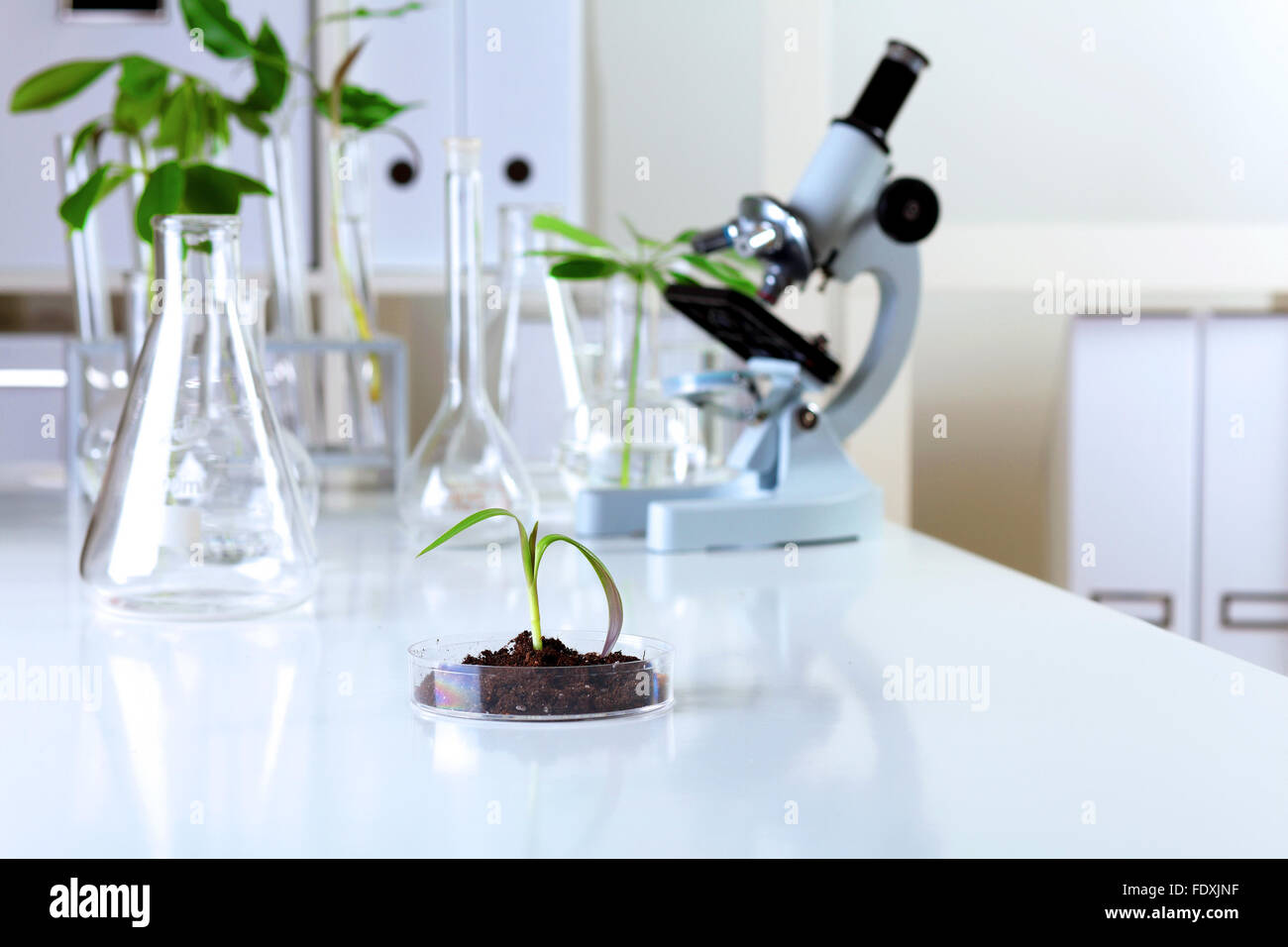 Green plants and scientific equipment in biology laborotary Stock Photo ...